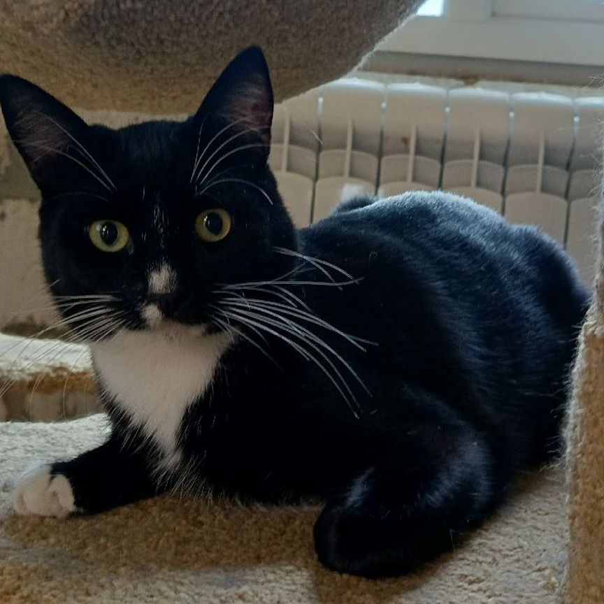 Взрослый кот в добрые руки