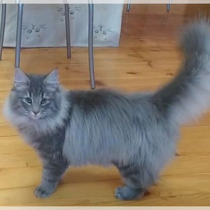 Котята норвежская лесная