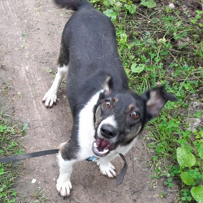 Собака Малыш