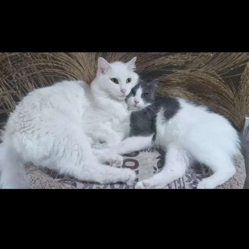 Турецкая ангора, взрослый кот