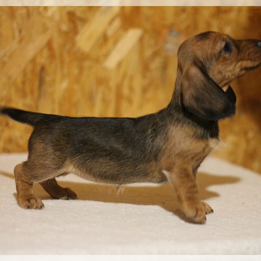 Такса, щенок