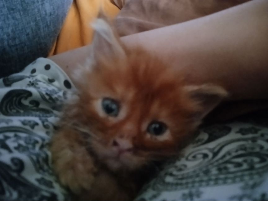 Котенок мэйкун