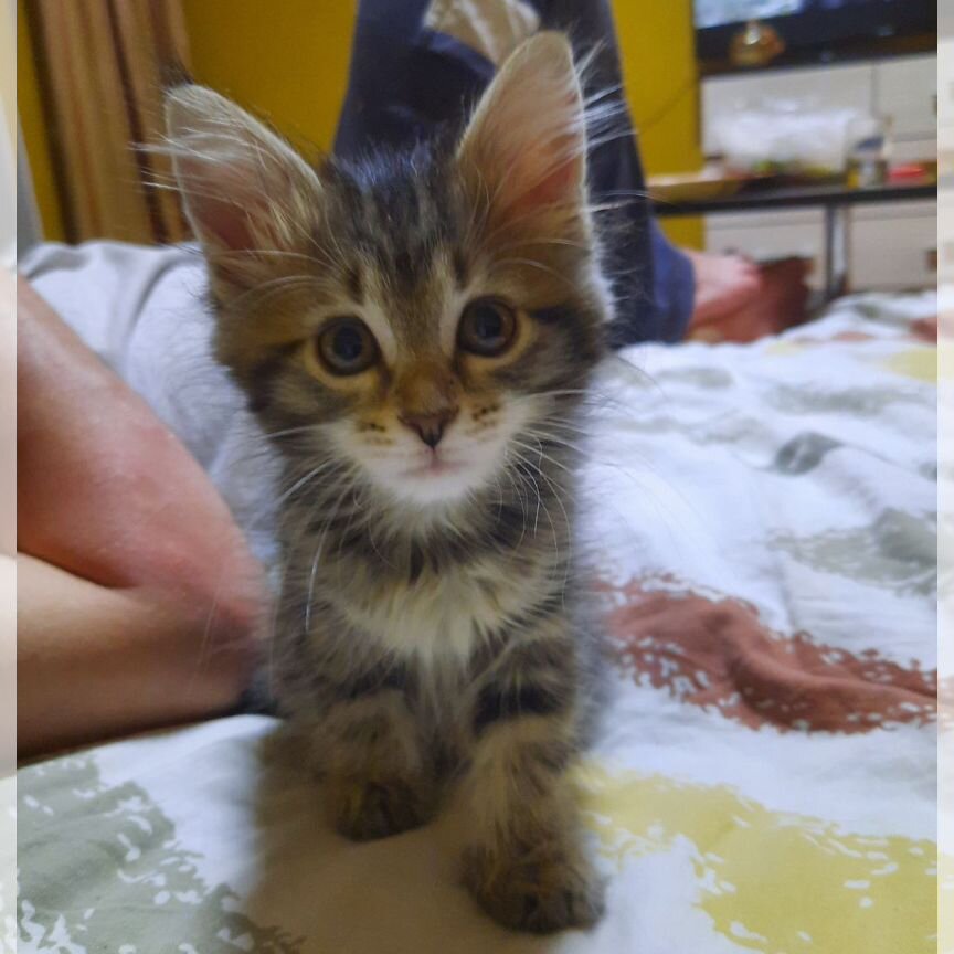 Кошечка мейн-кун