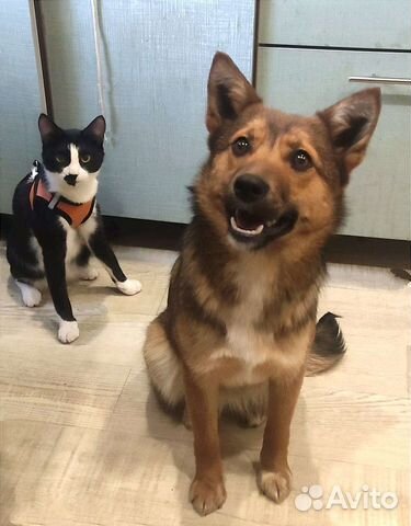 Маленькая собака в добрые руки, 10 месяцев