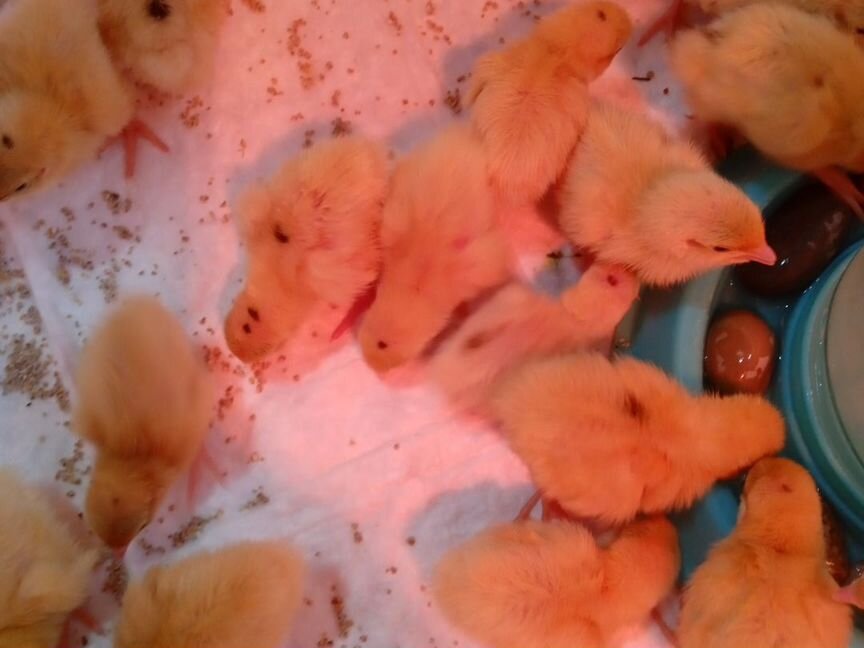 Перепела Техасский гигант(суточные)