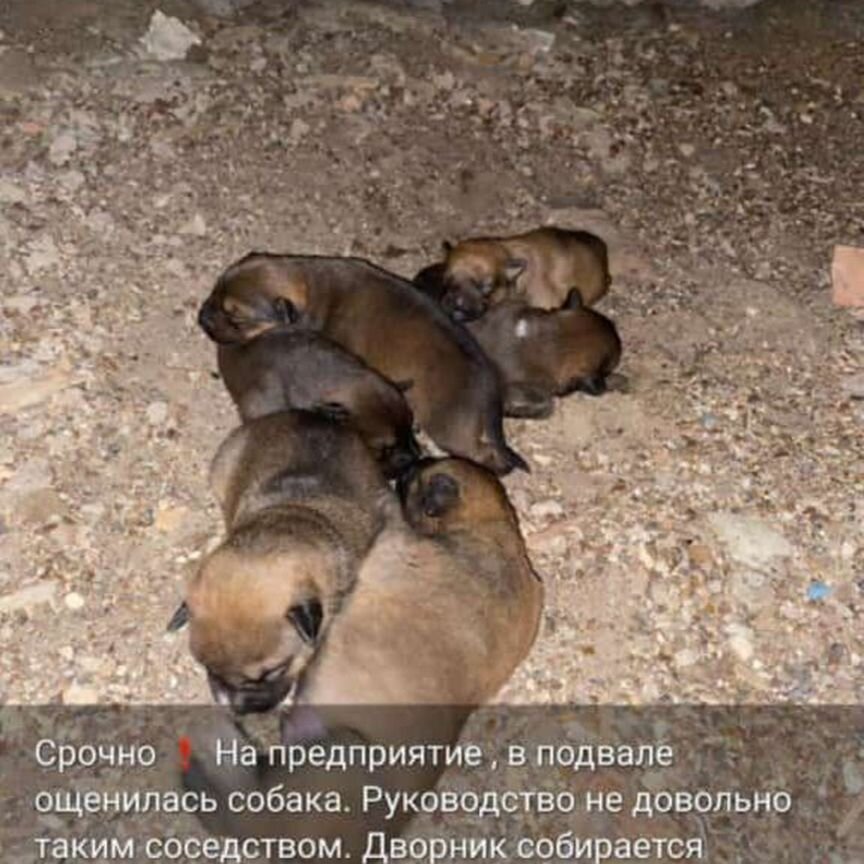 Щеночки погибают в добрые руки бесплатно