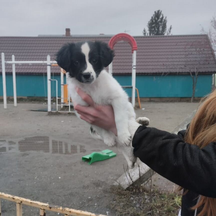 Щенок в добрые руки бесплатно