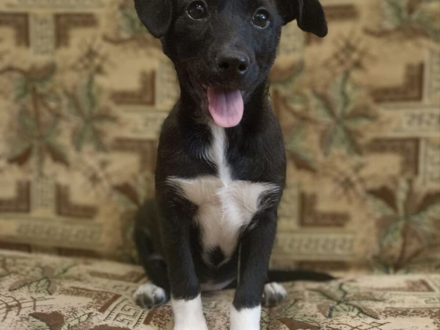 Собака для квартиры