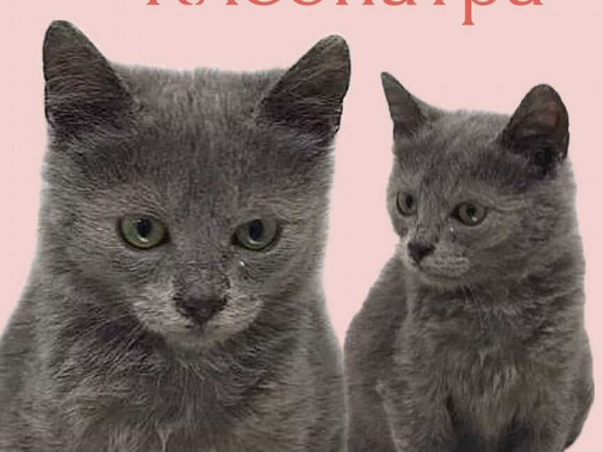 Котики ищут дома