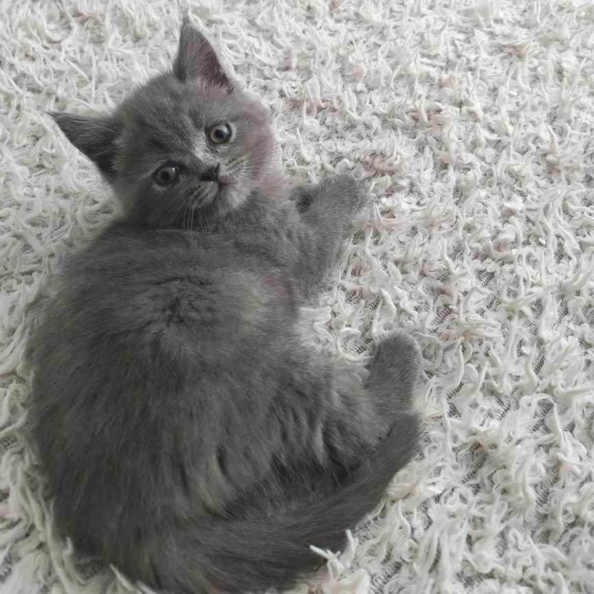 Шотландский вислоухий короткошёрстный котёнок