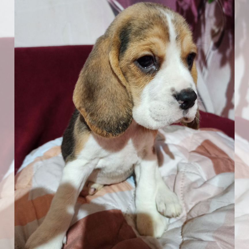 Бигль, щенок