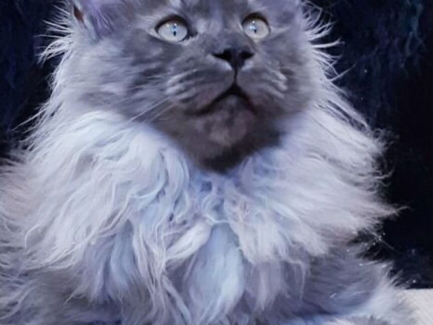 Котёнок