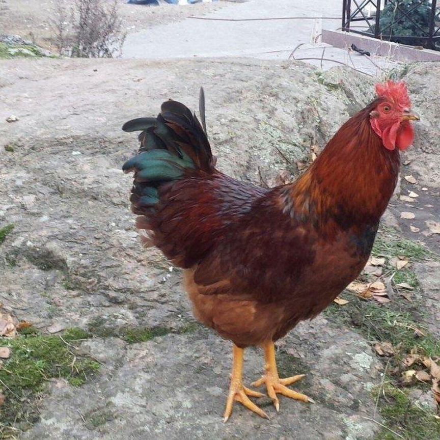 Продам петушков (тушкой или живым весом)
