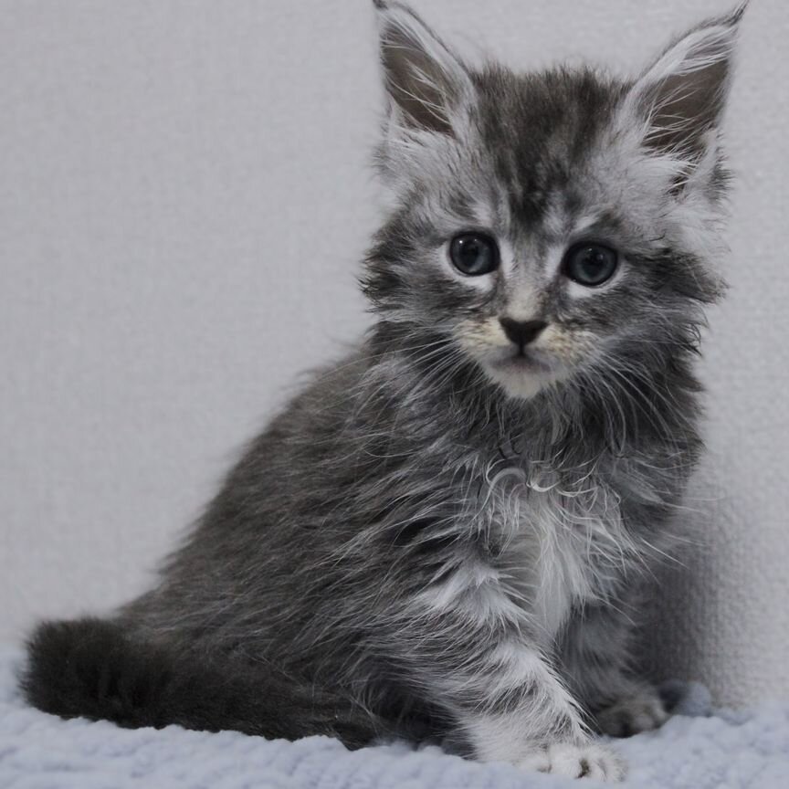 Мейн-кун котёнок