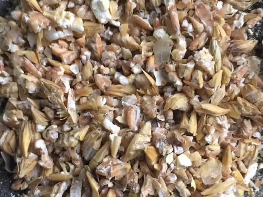 Пшеница, корма