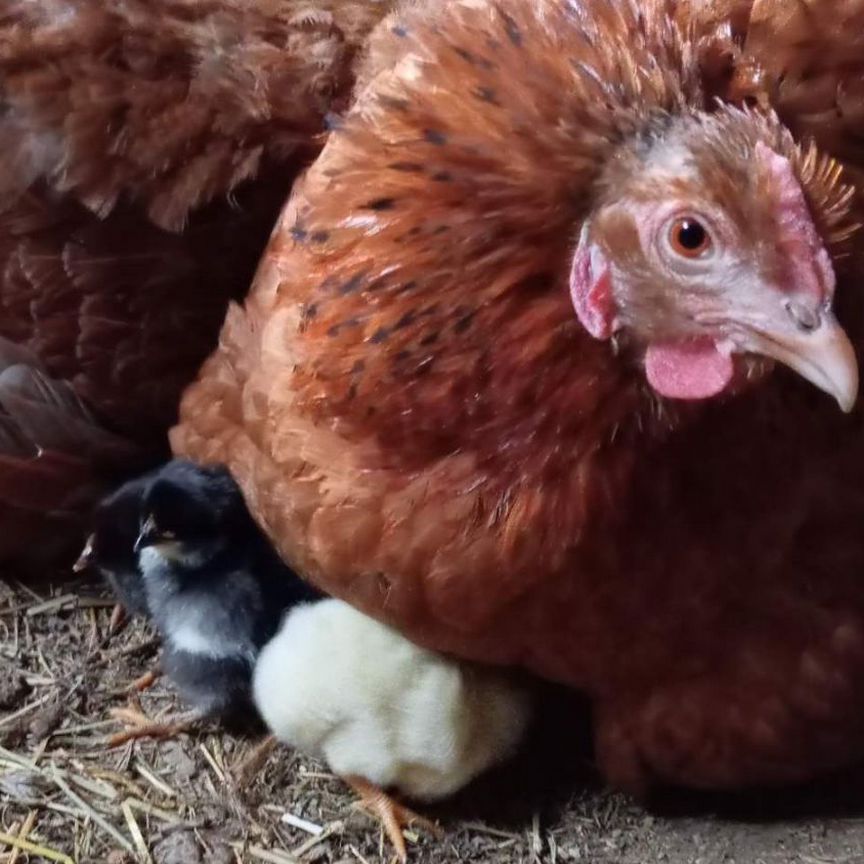 Продам квочку