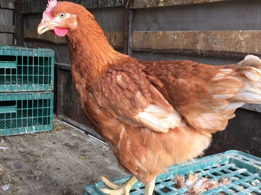 Куры несушки опт/розница