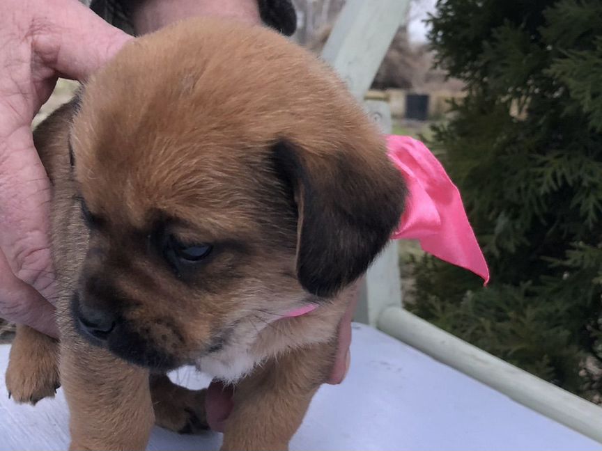 Собака в добрые руки даром