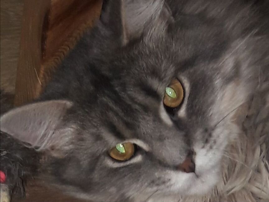 Котик ищет дом