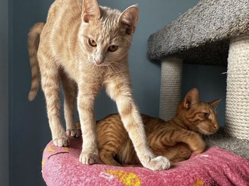 Кошечка(котенок) 7 мес бесплатно
