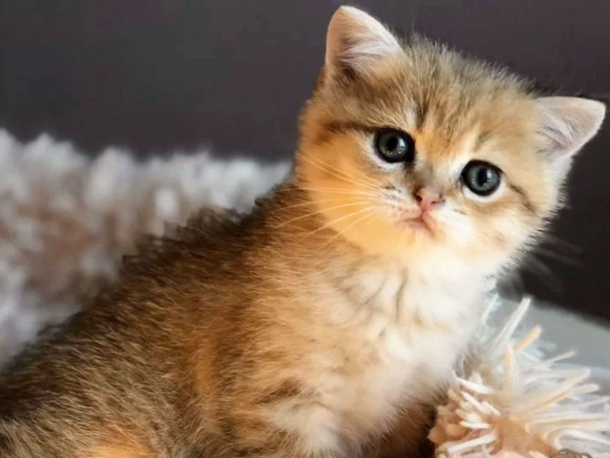 Шиншилловые карапузы котодетки