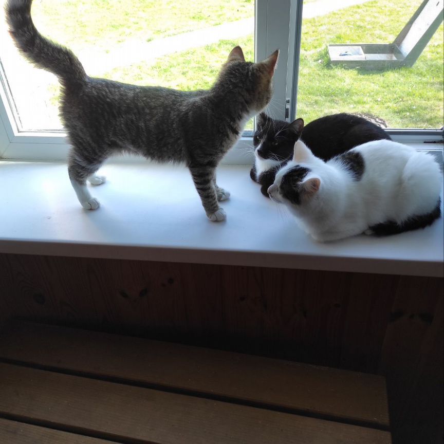 Котята в добрые руки бесплатно