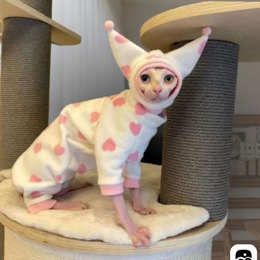 Костюм для котёнка сфинкса