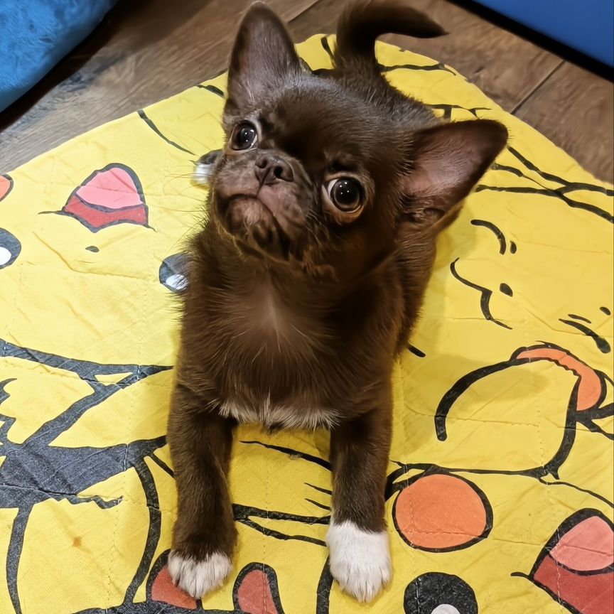 Чихуахуа, щенок