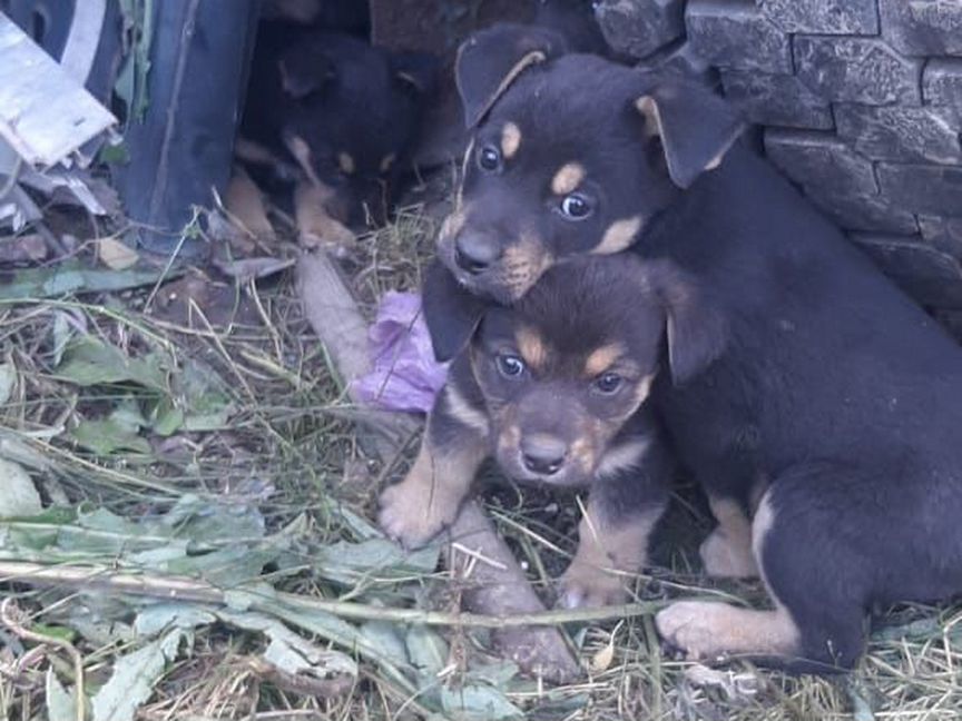 Маленькая дворняга