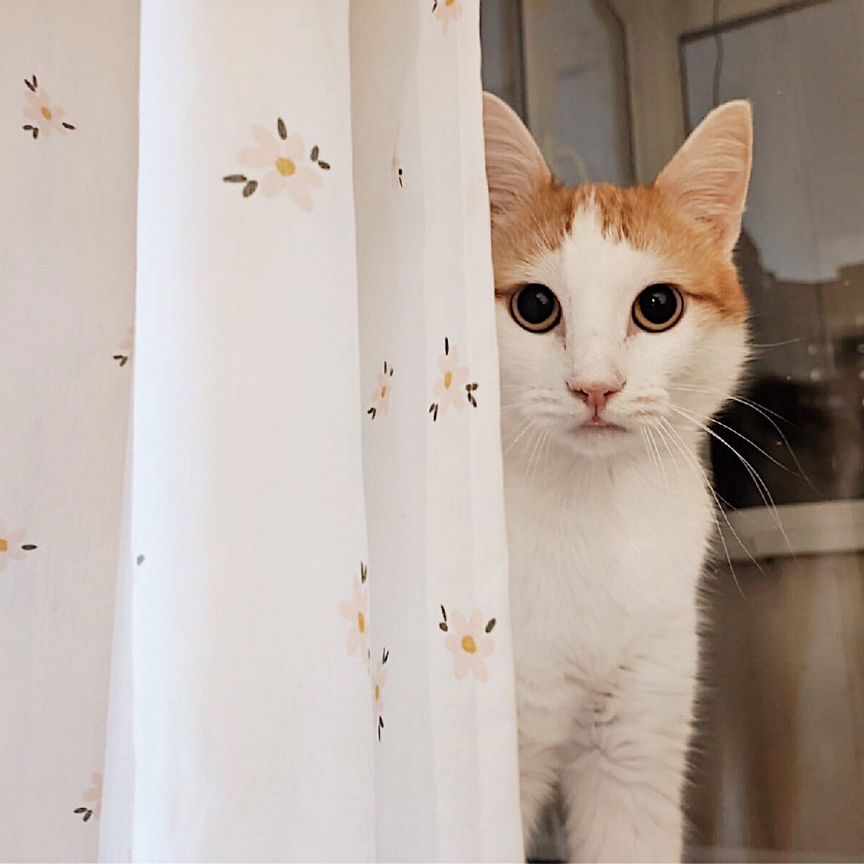 Кот в добрые руки