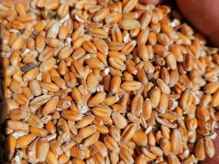 Просо, Кормовой овёс корма