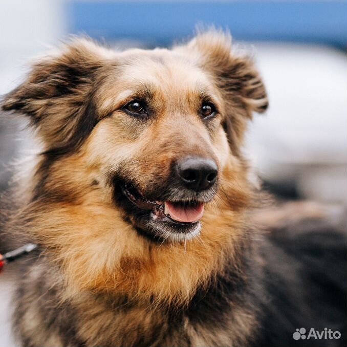Брусника метис Овчарки в добрые руки