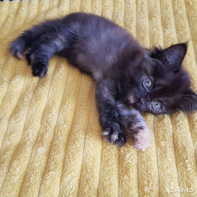 Маленькая пушиночка ищет дом