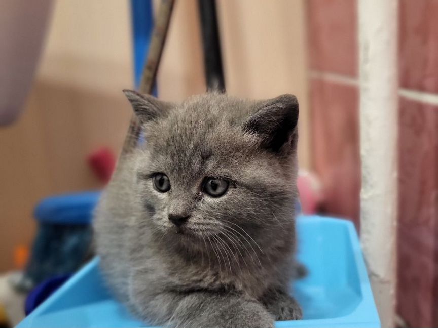 Шотландские котята