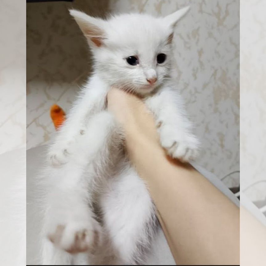 Турецкая ангора котёнок