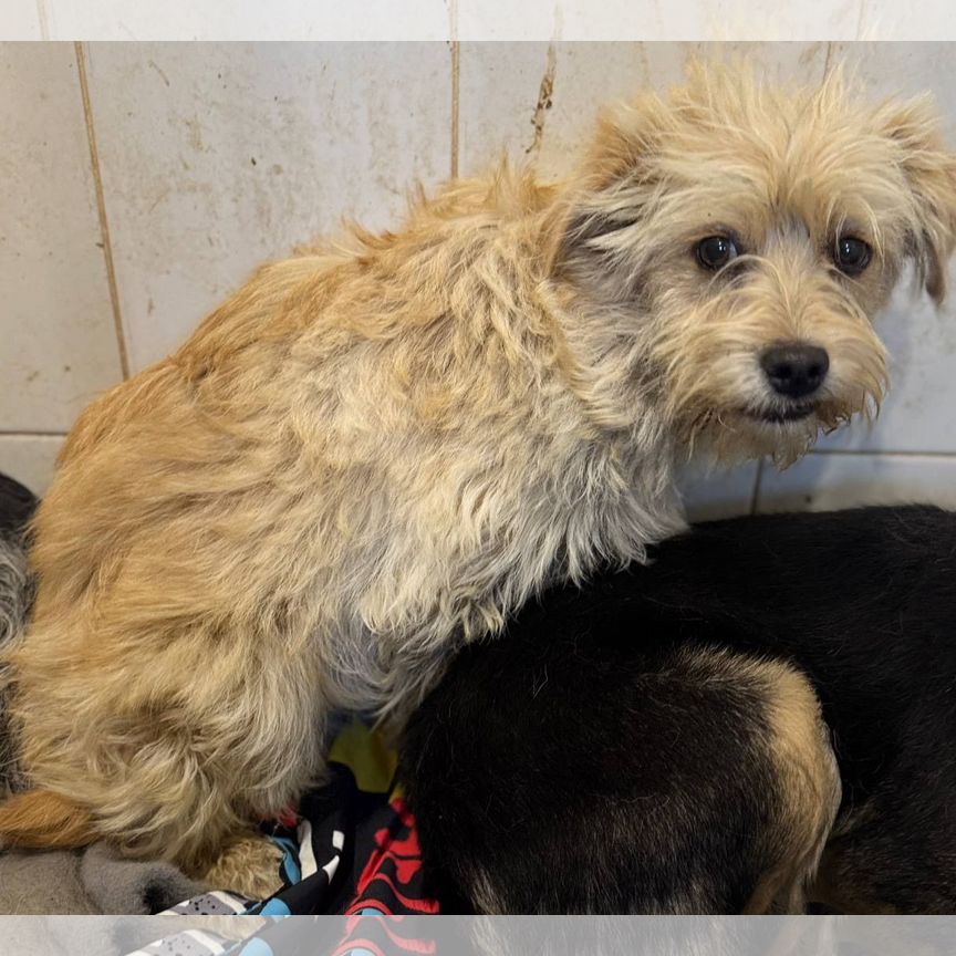 Взрослый пёс в добрые руки