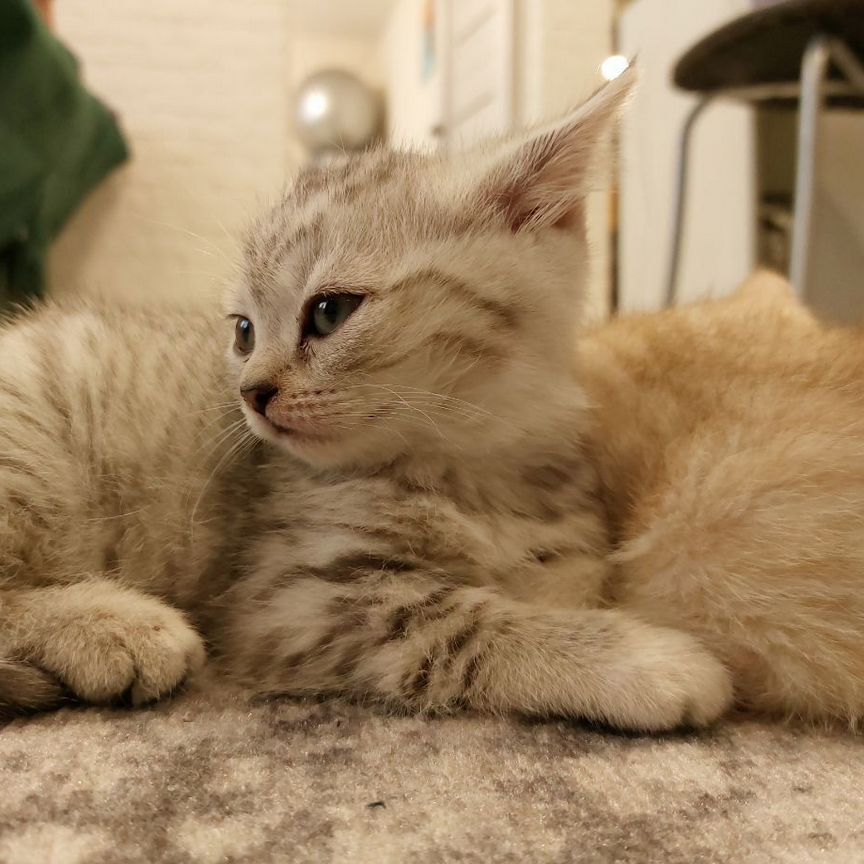 Шотландский вислоухий короткошёрстный котёнок