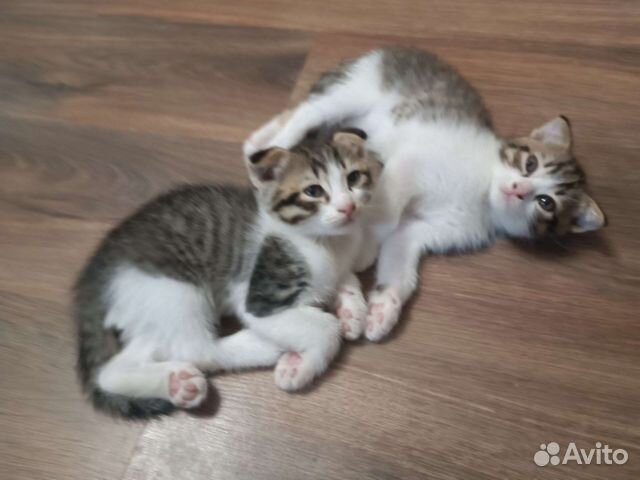Котики бесплатно в добрые руки
