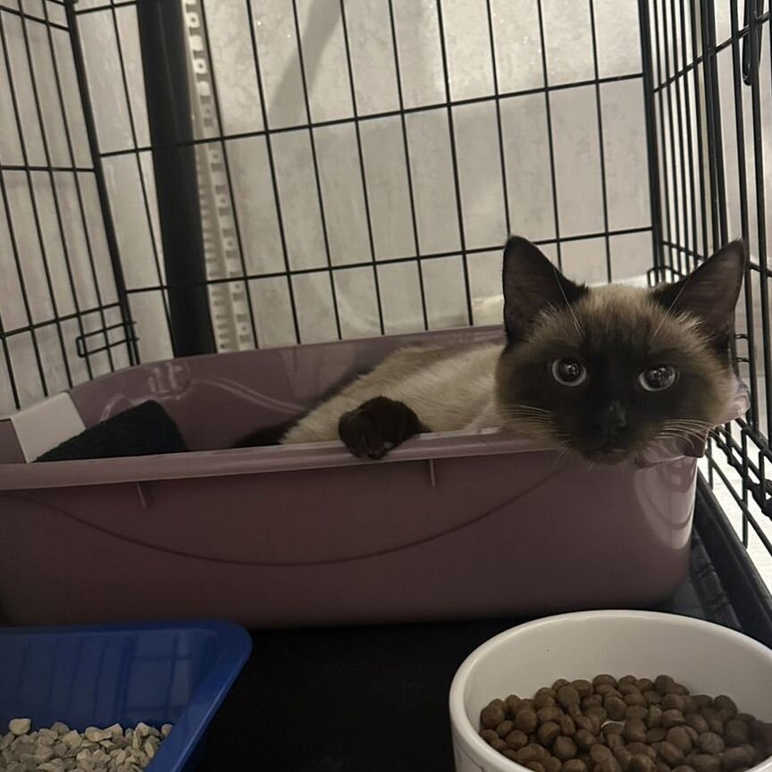 Тайский котёнок