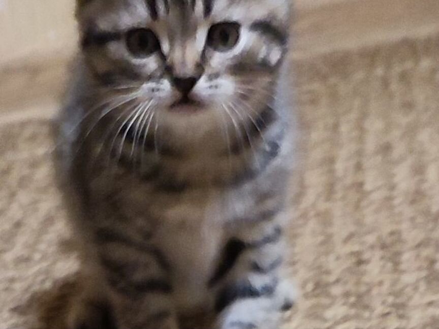 Котята 1.5 мес. От британской кошки