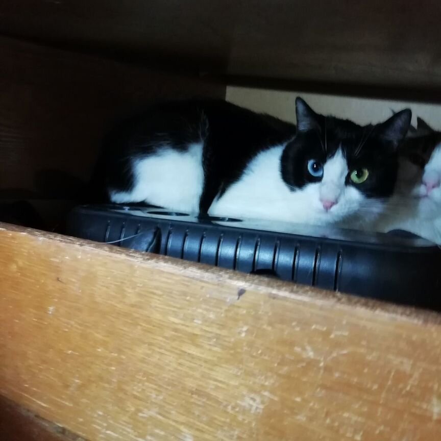 Кошка с разноцветными глазами