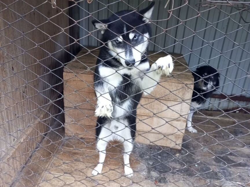 Собака в добрые руки отдам бесплатно