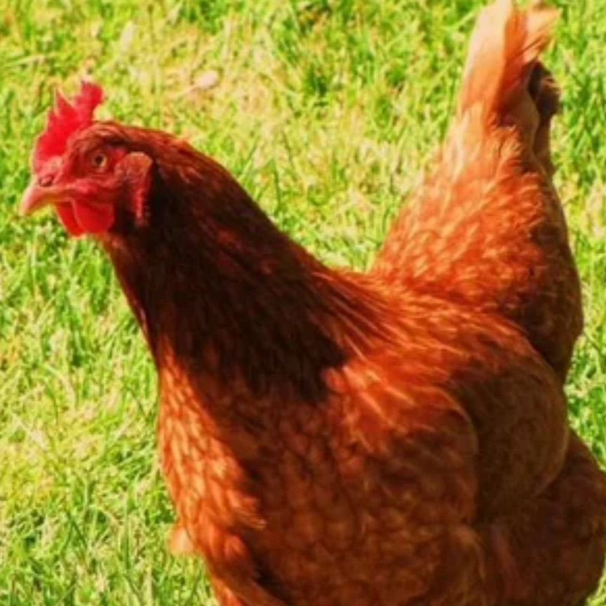 Продажа курей