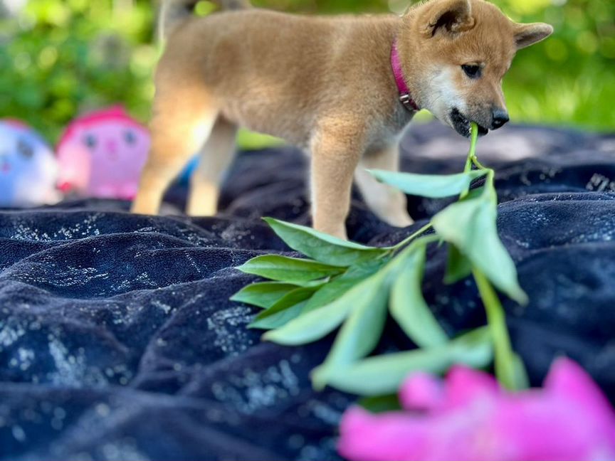 Малышки Шиба-ину