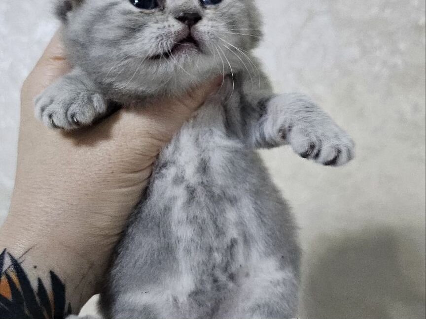 Шотландские медвежата