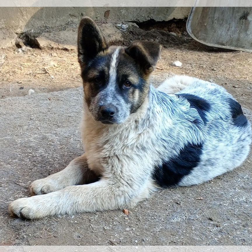 Щенок в добрые руки