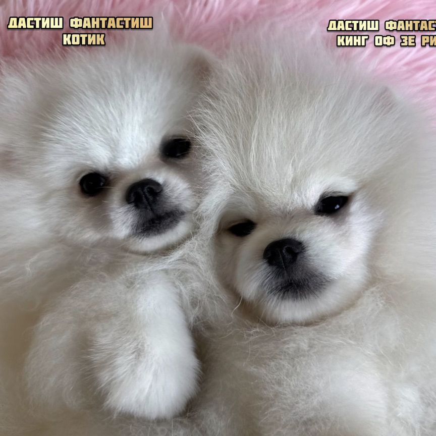 Померанский шпиц, щенок