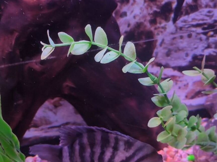 Аквариумные рыбки