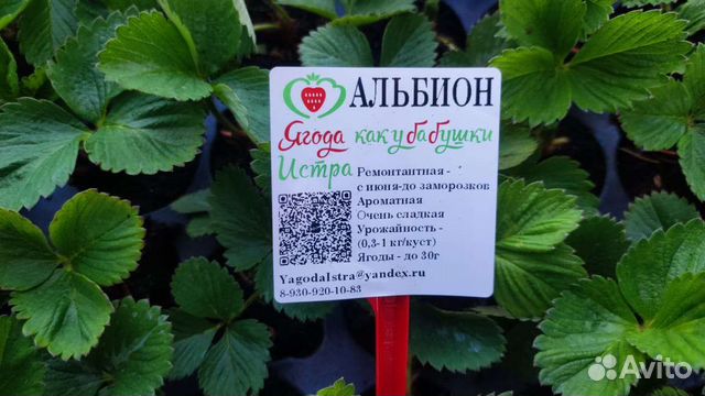 Рассада ремонтантной клубники купить в Москве | Товары для дома и дачи ...