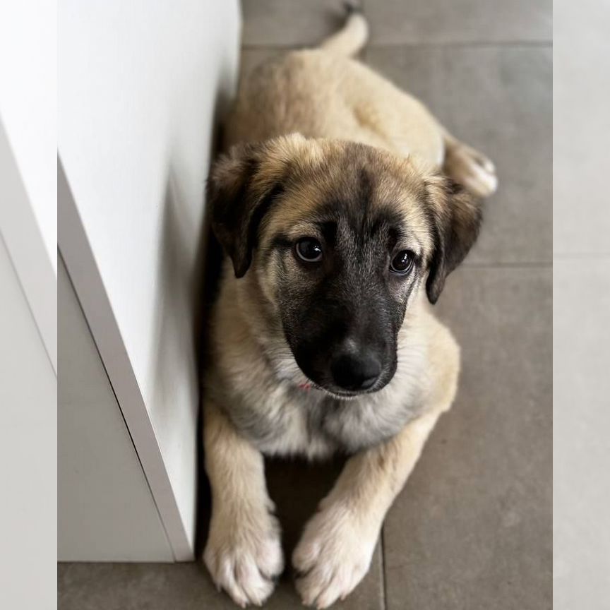 Щенок в добрые руки